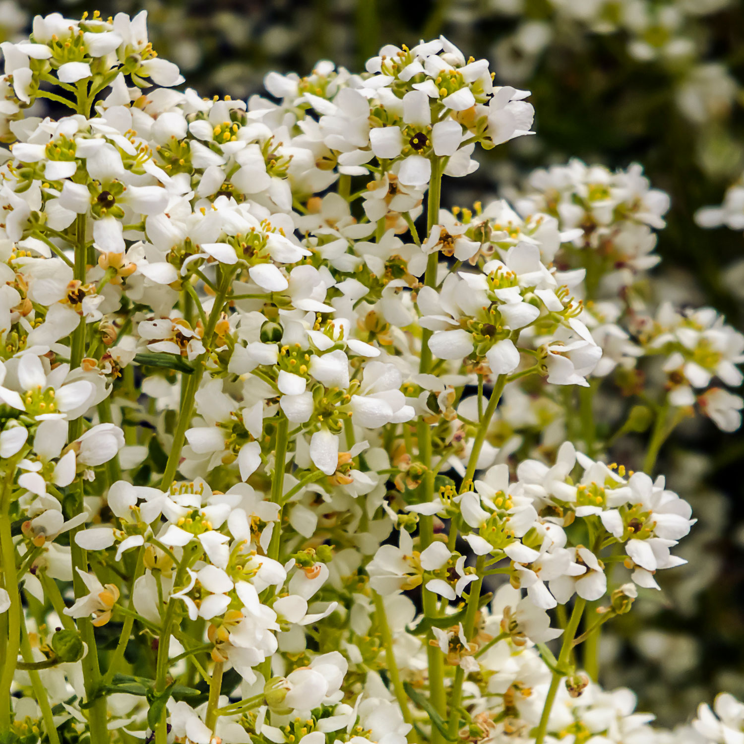 Cochlearia officinalis Ø - Herbamed AG